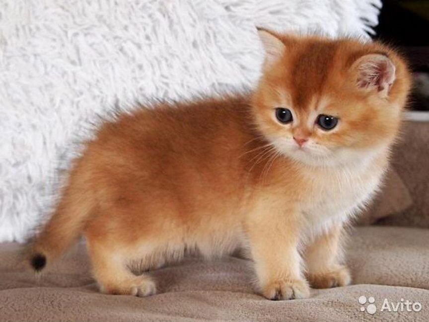 Котята с прививками