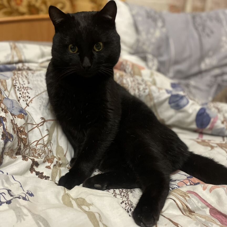 Взрослый кот в добрые руки