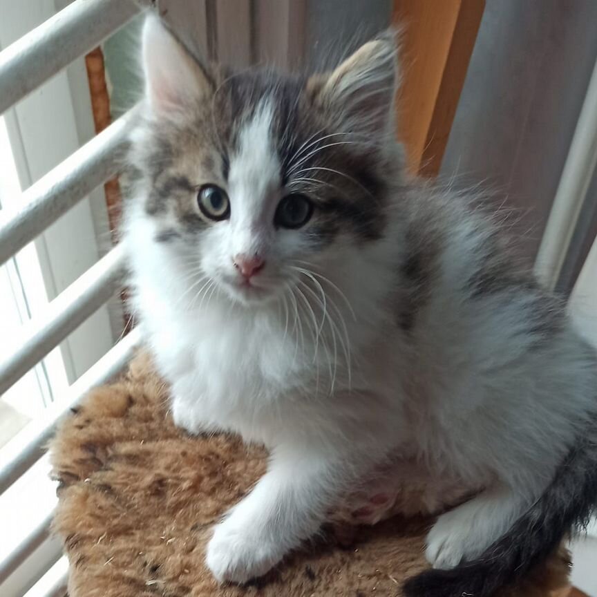 Котята в добрые руки мальчики