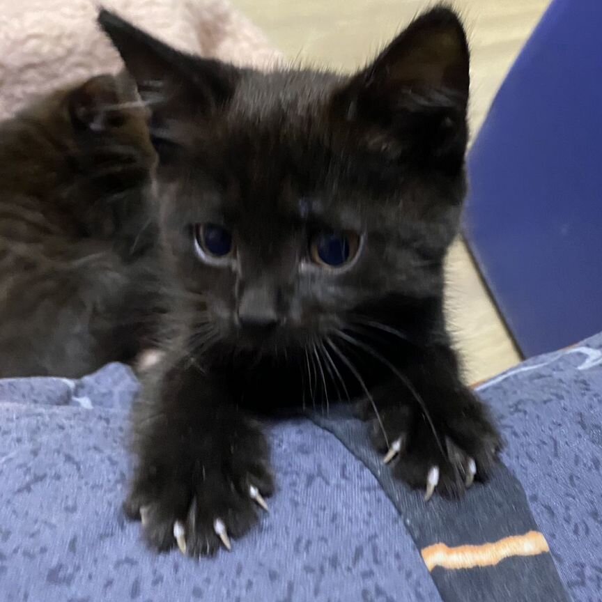 Британский короткошёрстный котёнок