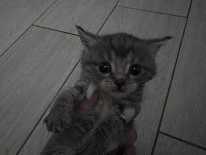 Отдам котят в добрые руки