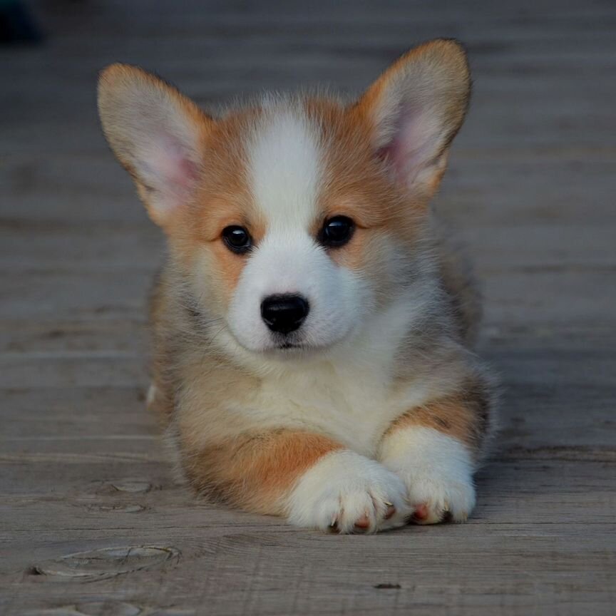 Вельш-корги пемброк