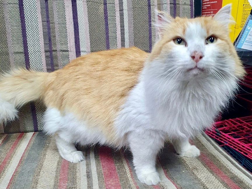 Не покупай, возьми из приюта