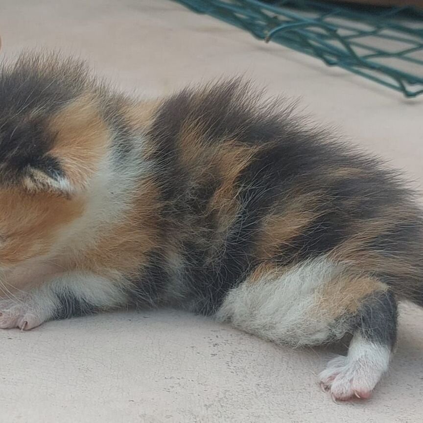 Найдены котята