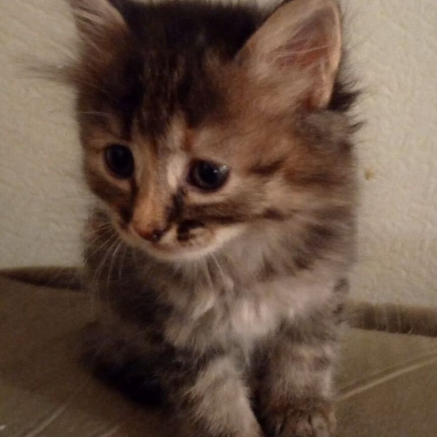 Кошечка в заботливые руки