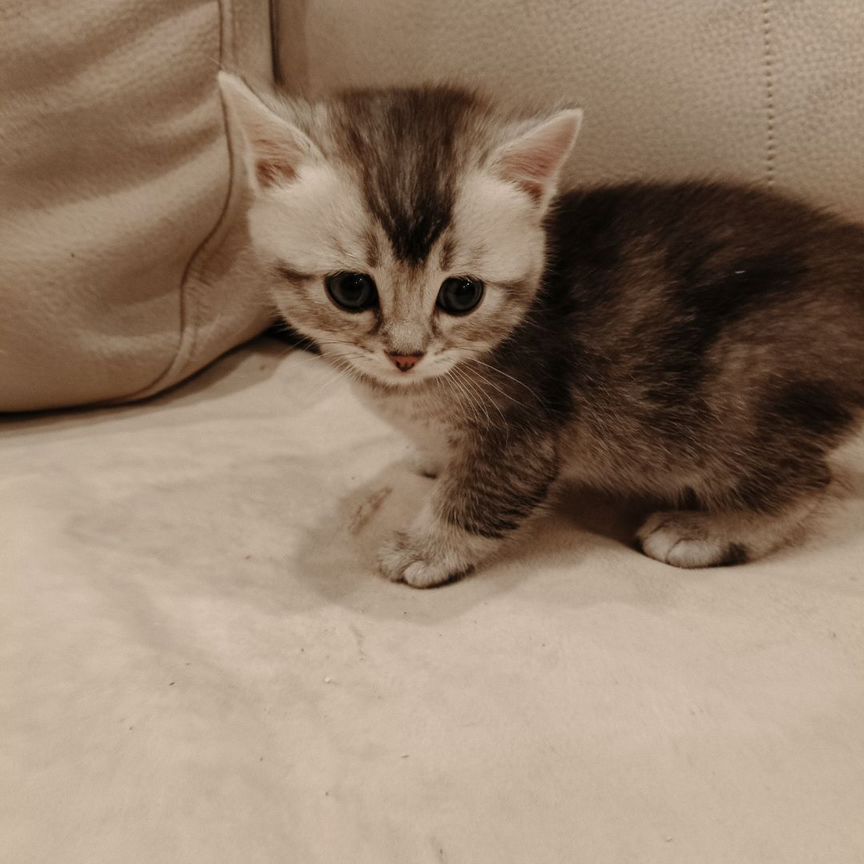 Британские котята