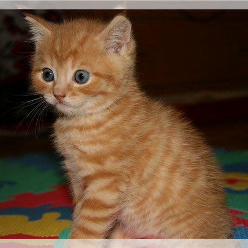 Британские котята
