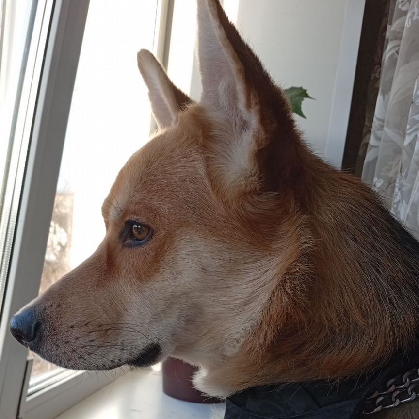 Немецкая овчарка, взрослый пёс