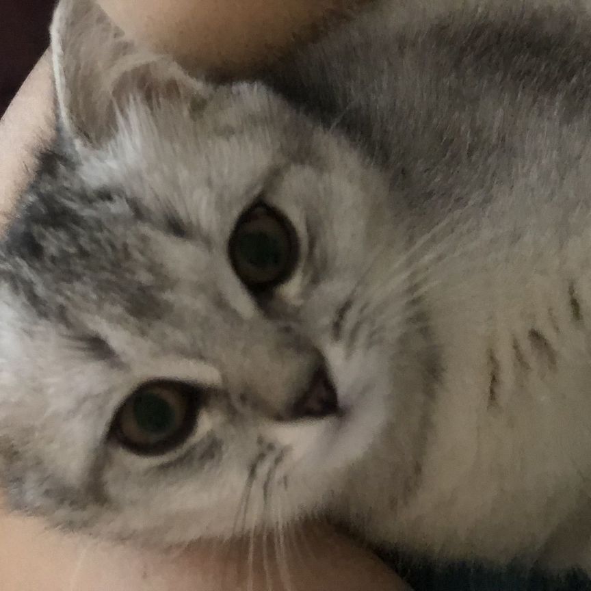 Шотландская