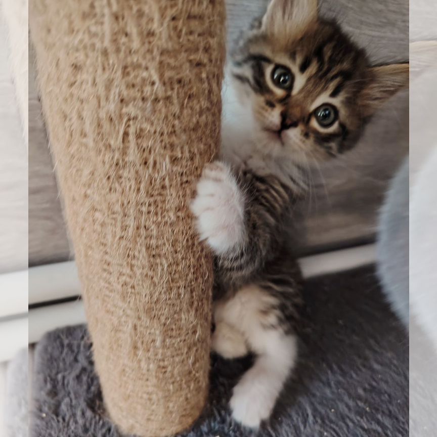 Котёнок в добрые руки