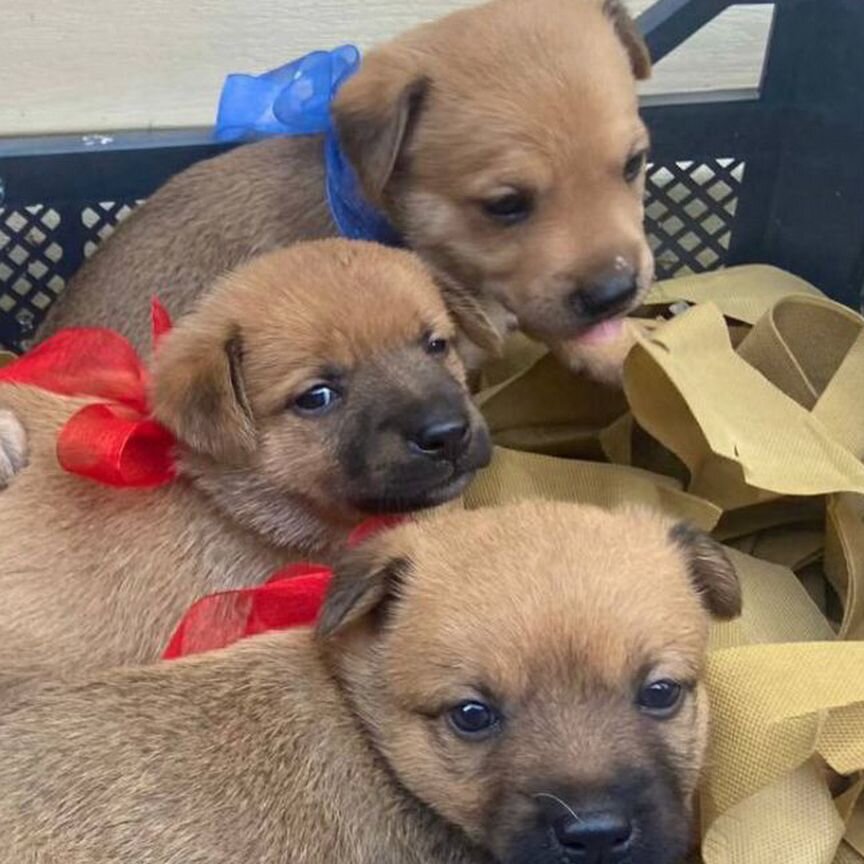 Помесь бельгийской овчарки