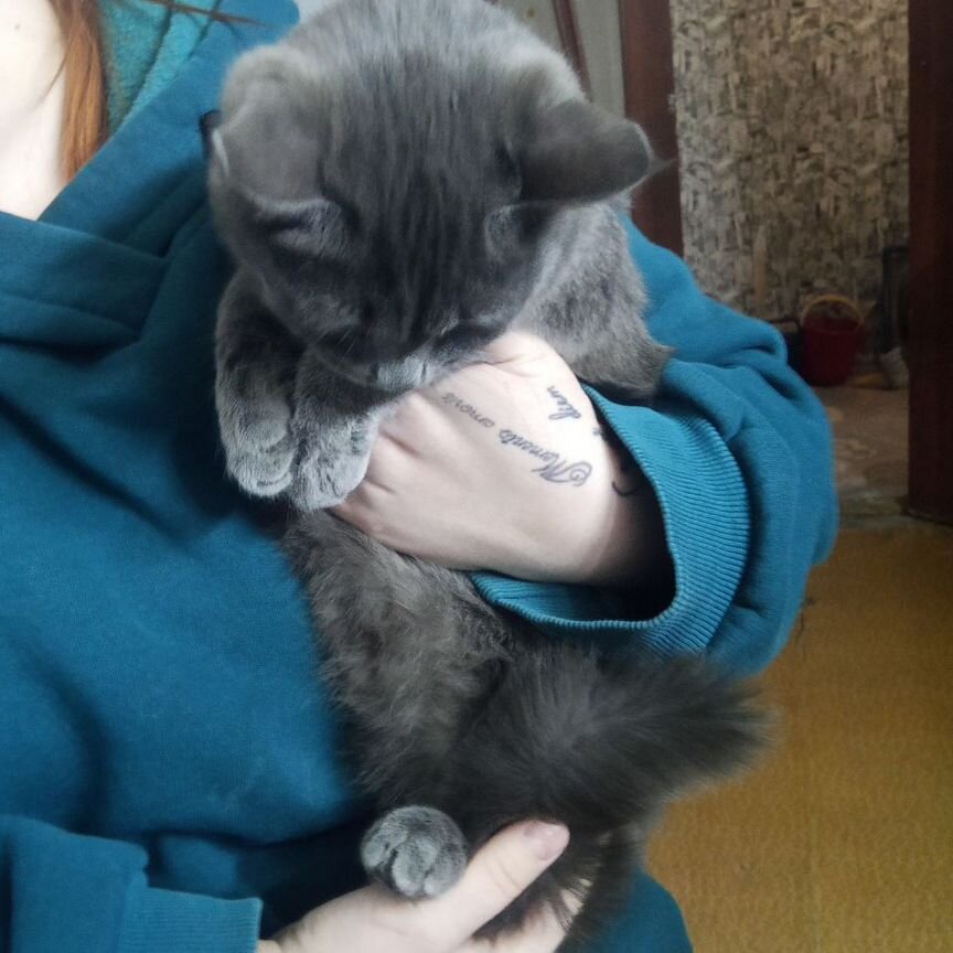 Британский короткошёрстный котёнок