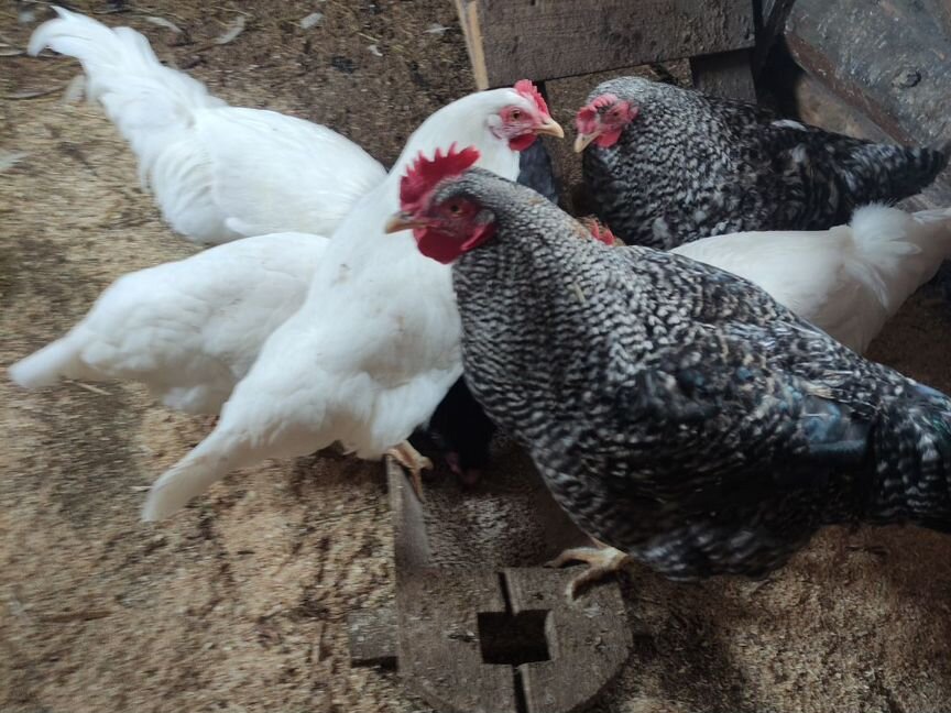 Куры несушки