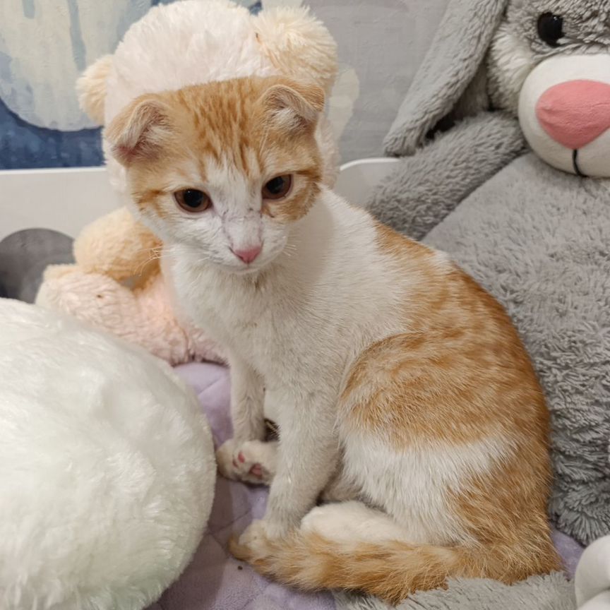 Шотландский вислоухий короткошёрстный котёнок