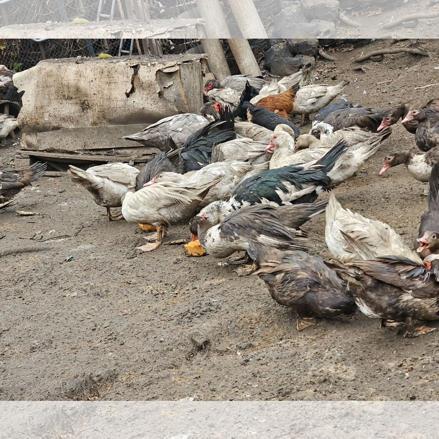 Индоутки на племя