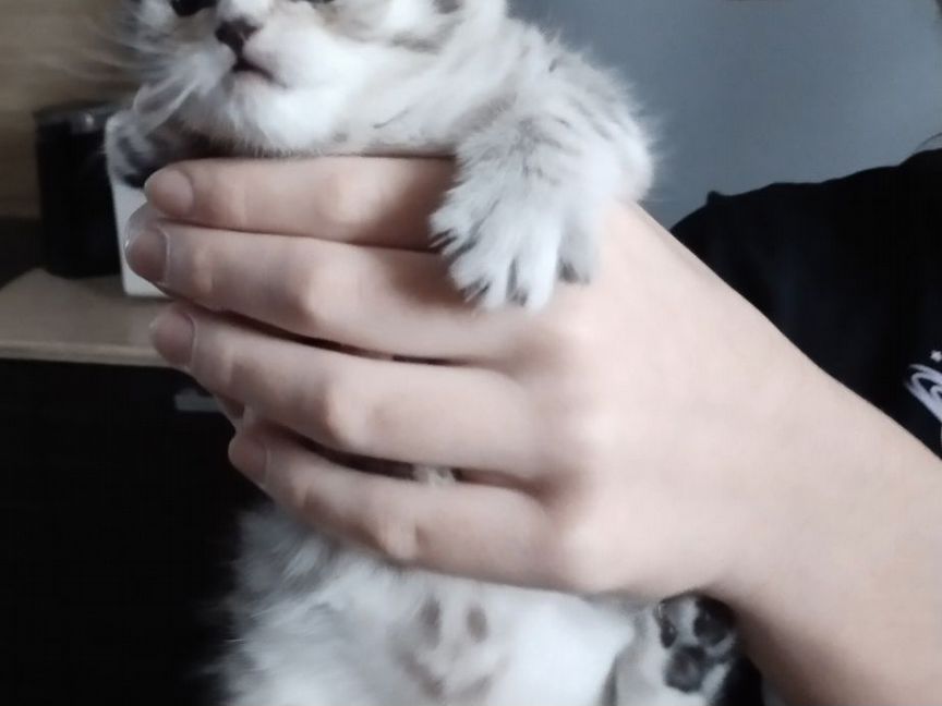 Шотландские котята