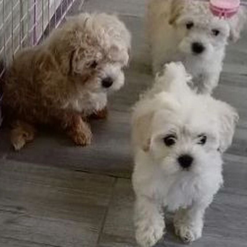 Мальтипу, щенок