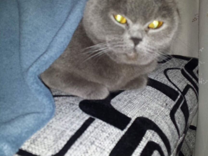 Британская кошка в добрые руки