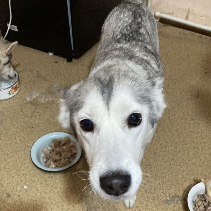 Сибирский хаски, щенок