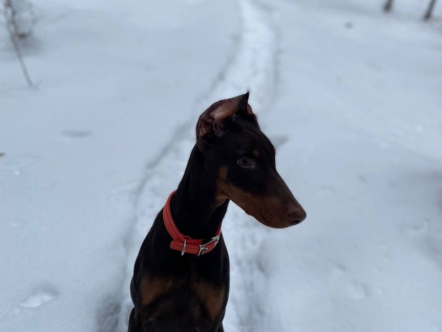 Щенок добермана