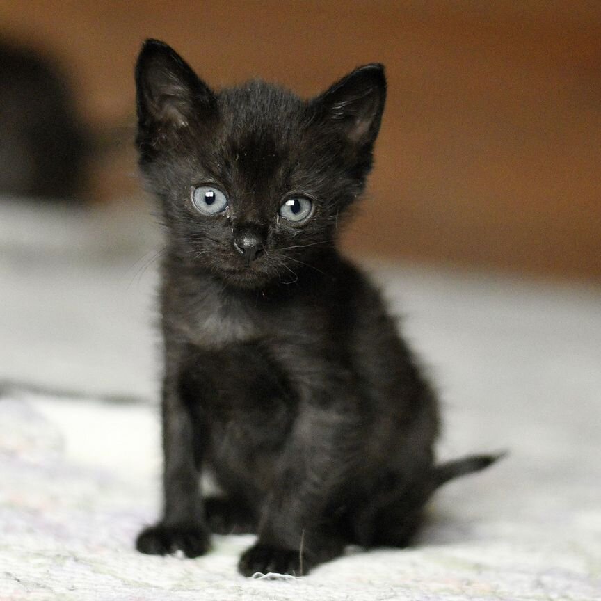 Котенок Немо ищет семью