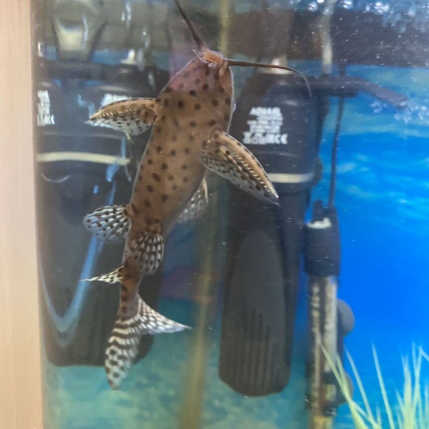 Сом синодонтис