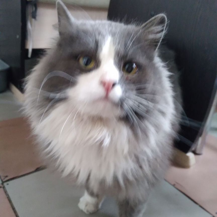 Котик