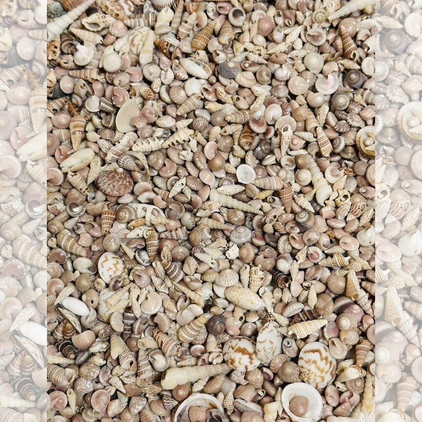 Ракушки морские