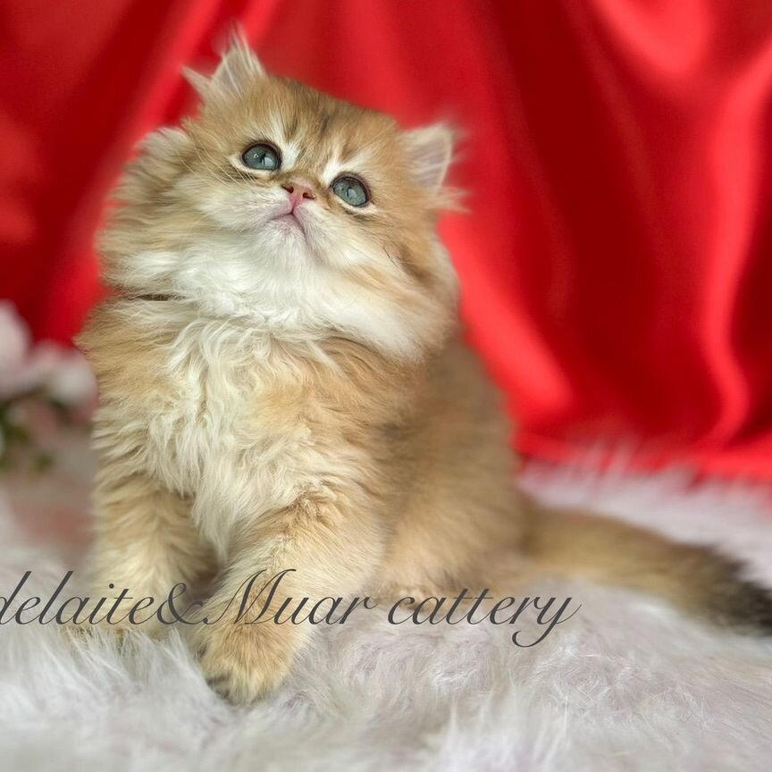 Британская золотая кошечка Lika BLH ny 11