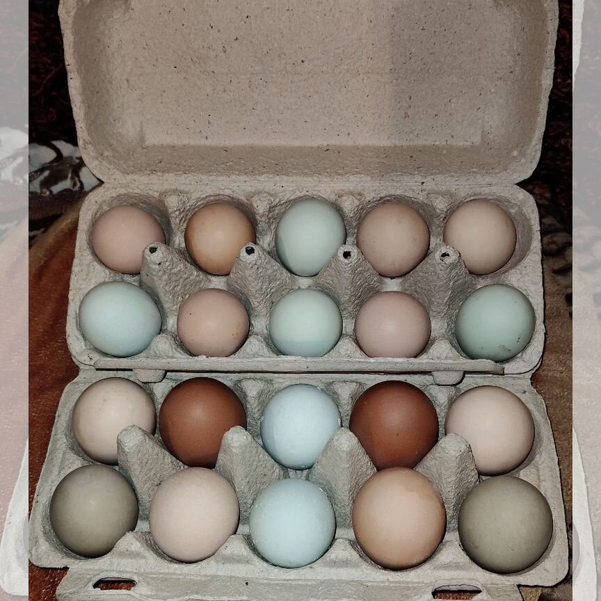Домашние куриные яйца