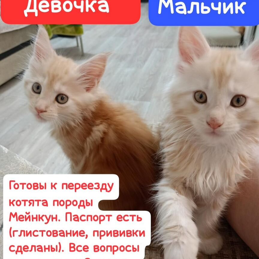 Котята мейн-кун рыжие