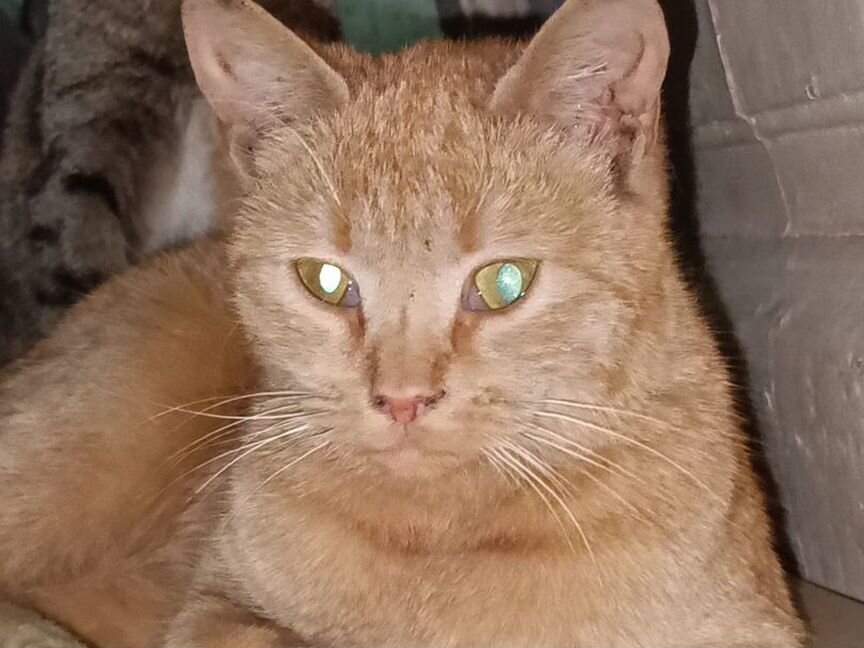 Кот и кошка, спасите несчастных животных
