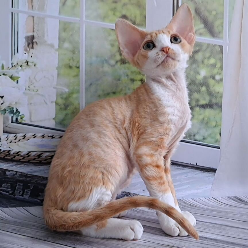 Девон-рекс котёнок