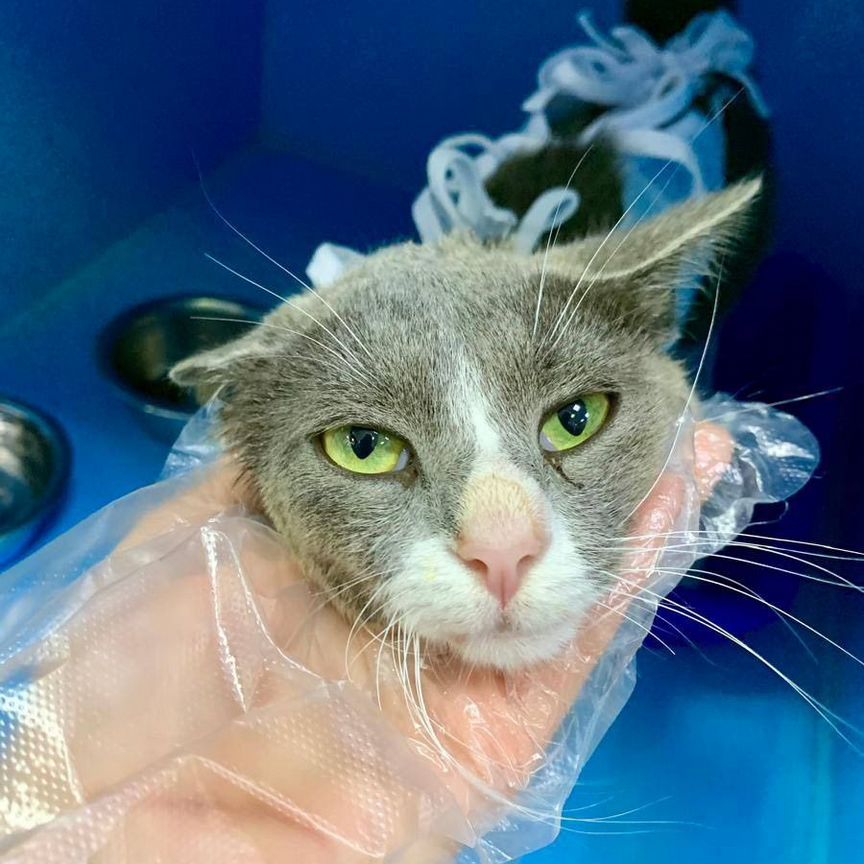 Макарошка. Хозяин умер ей некуда идти