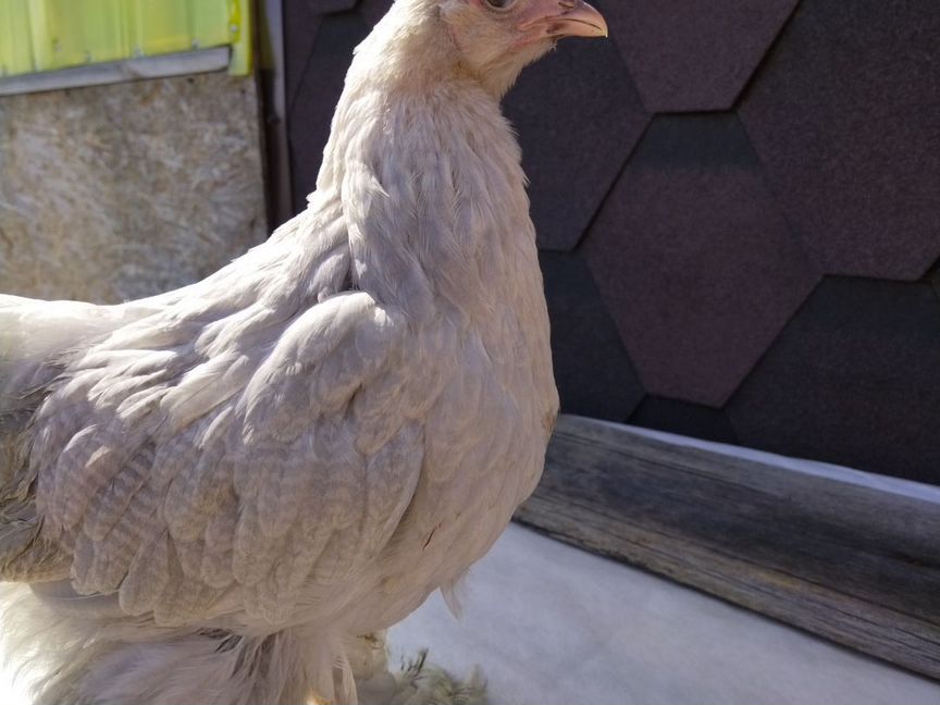 Цыплята брама Изабель