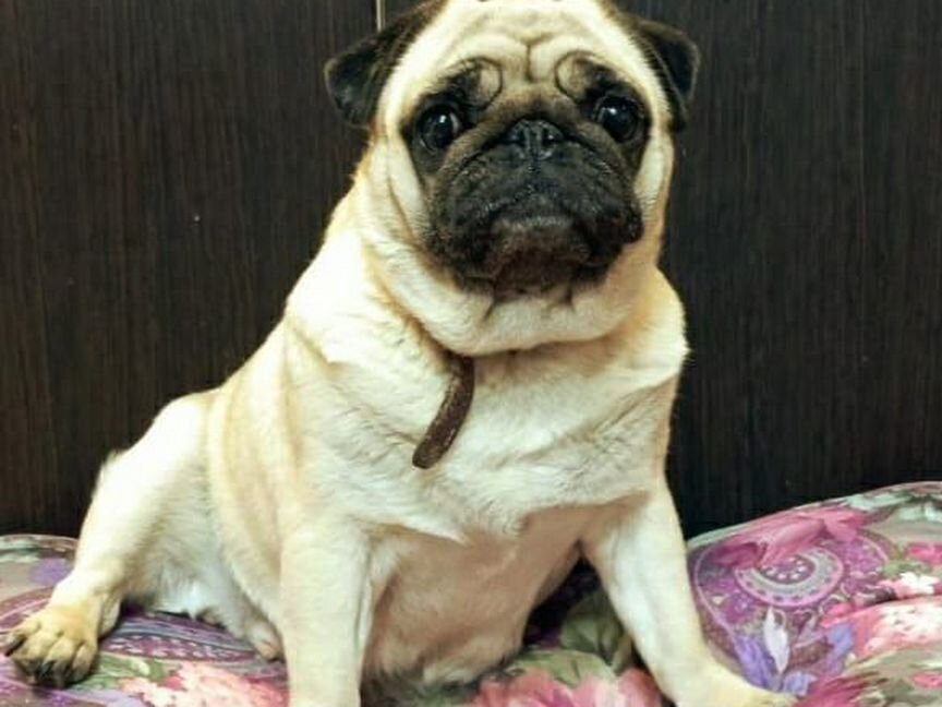 Мопс в добрые руки