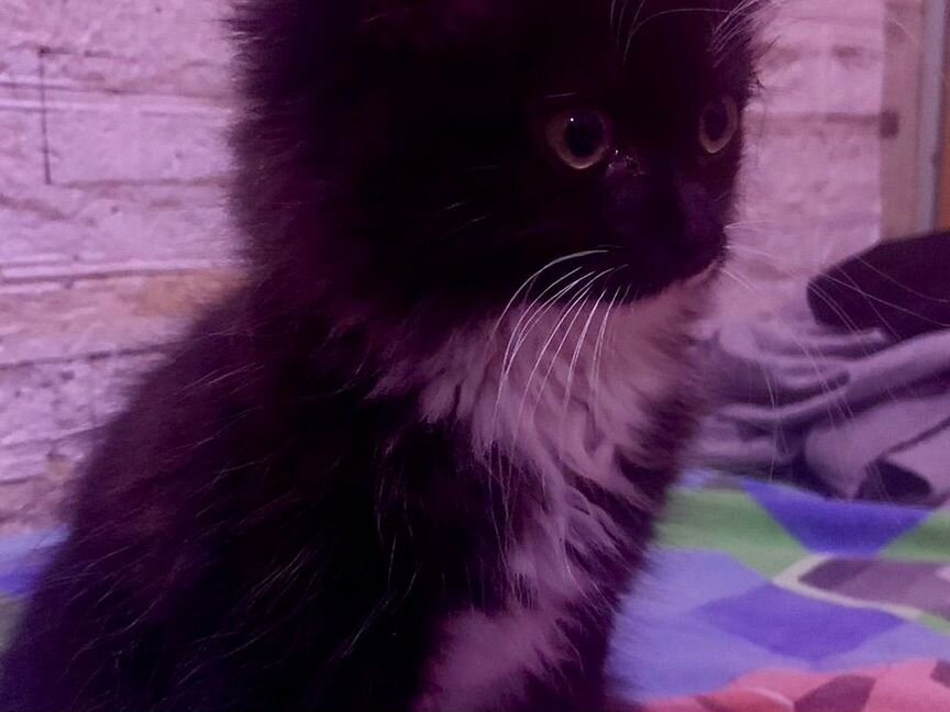 Котенок в добрые руки