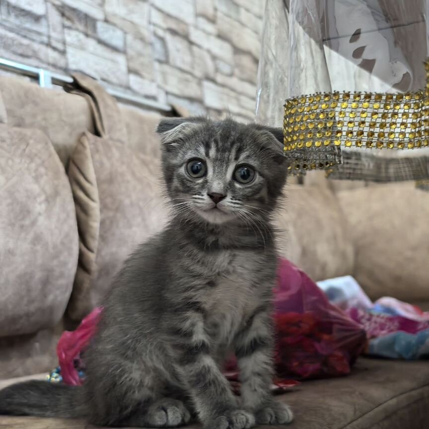 Шотландский вислоухий короткошёрстный котёнок