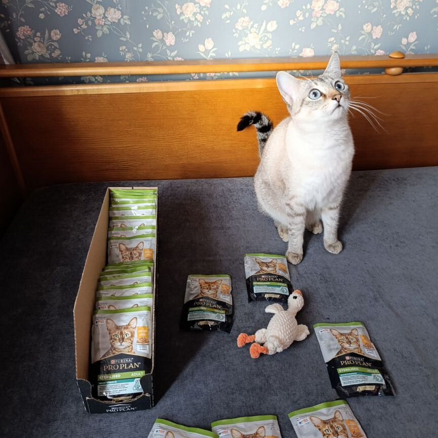 Корм для кошек pro plan