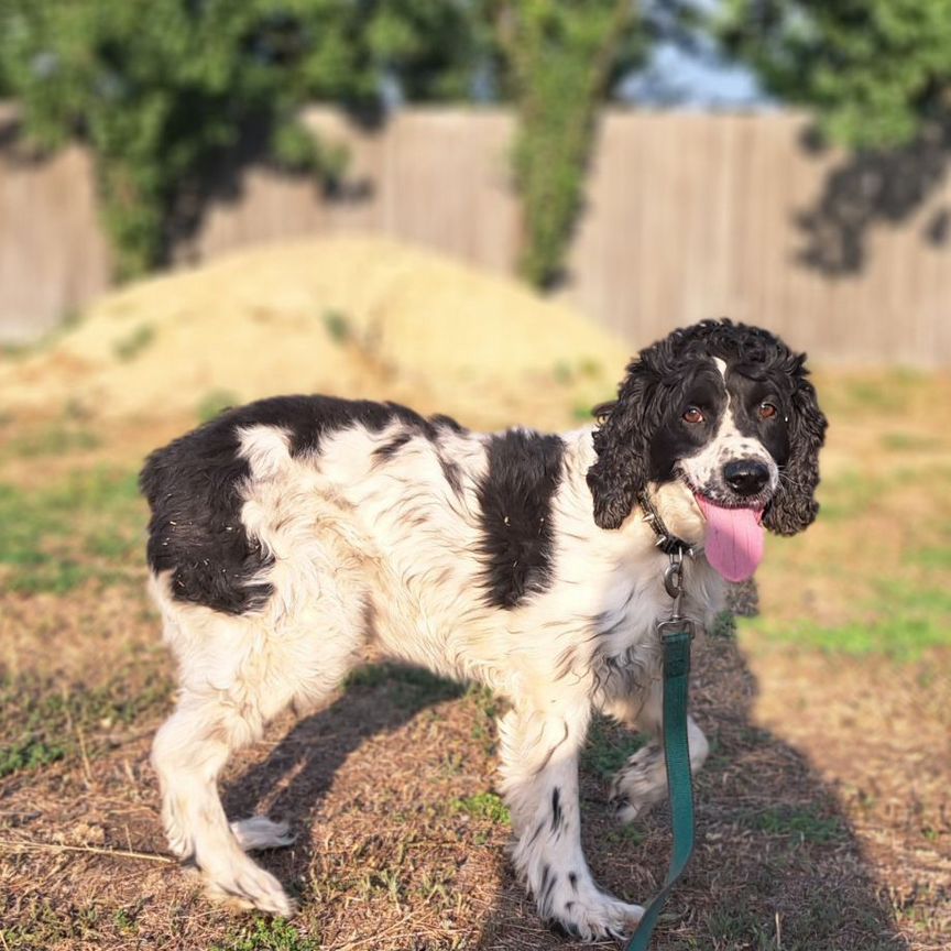 Собака в добрые руки