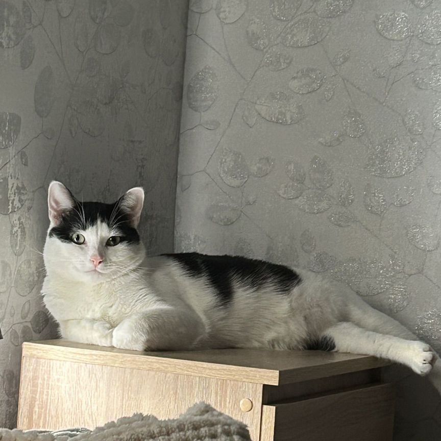 Отдам кота в добрые руки
