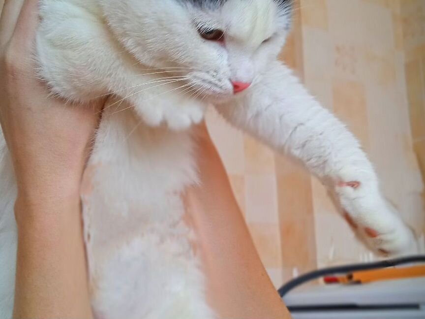 Кошечка - плюшевая шубка ищет дом