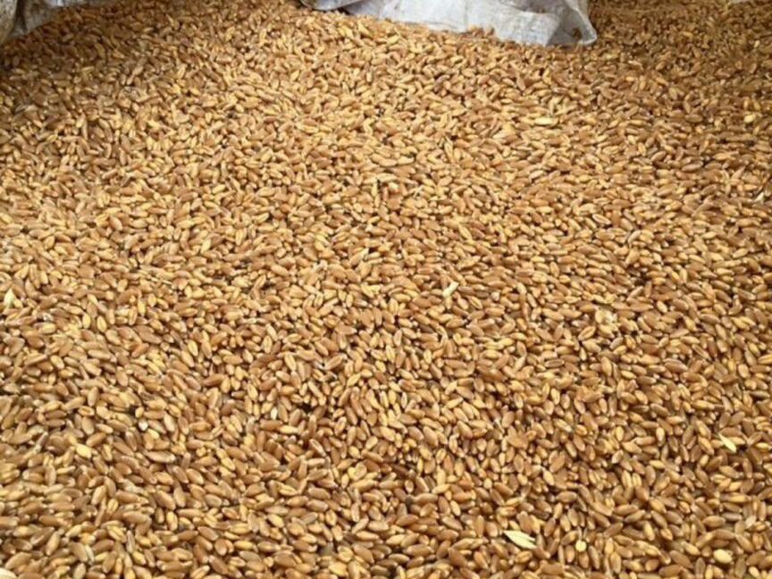 Продаю пшеницу, ячмень, овес