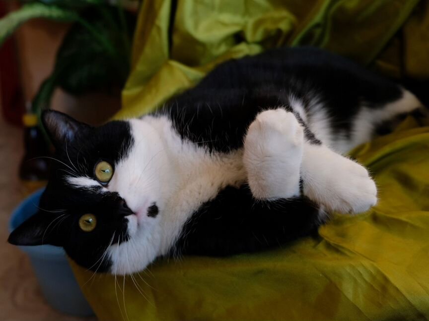 Котик, спасённый с улицы в добрые руки