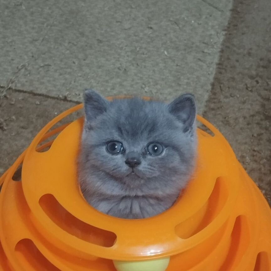 Британские котята