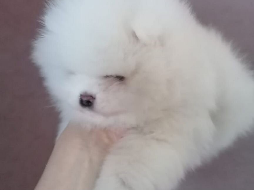 Крошка пушистик