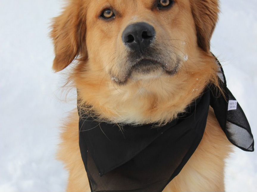 Пёсик Джаз ищет дом