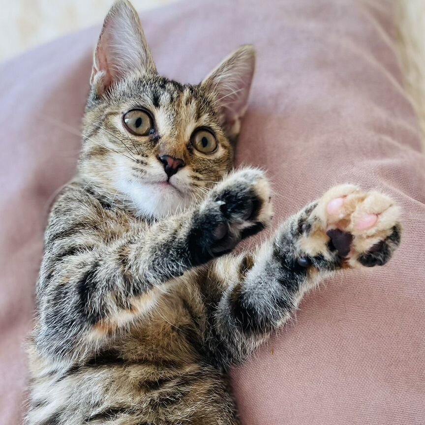 Котята в добрые руки бесплатно