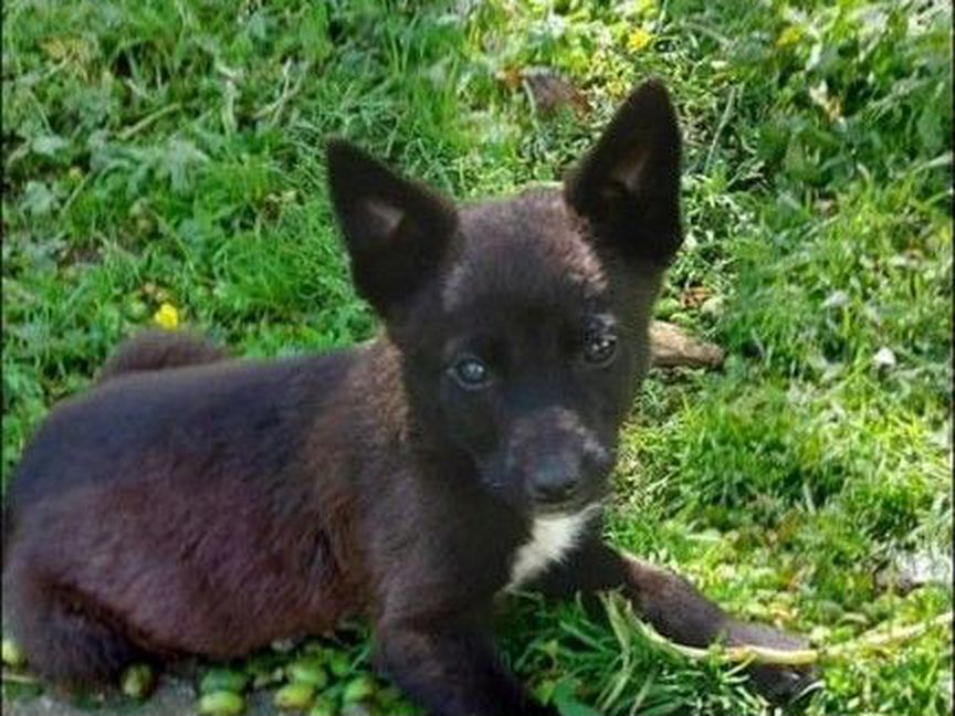 Щенки в добрые ручки