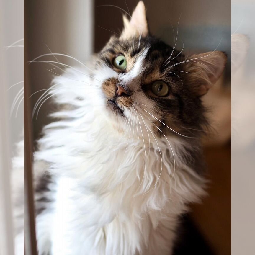 Котик в добрые руки